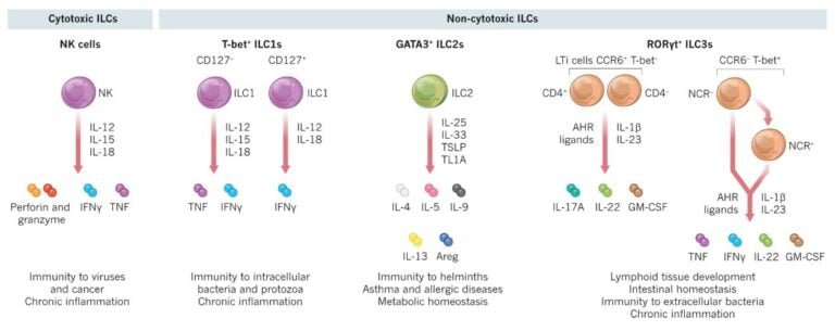 Innate Immunity: Characteristics, External and Internal Defense ...