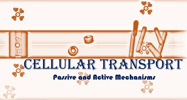 Cellular Transport Passive And Active Mechanisms The Science Notes
