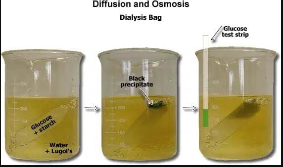 EFFECTS OF CONCENTRATION ON OSMOSIS AND DIFFUSION WITH DIALYSIS TUBING ...