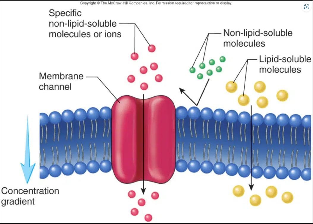 EFFECTS OF CONCENTRATION ON OSMOSIS AND DIFFUSION WITH DIALYSIS TUBING ...