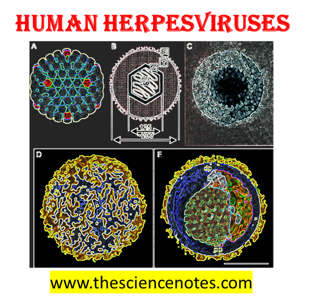 Human Herpesviruses (HHV 1-8) - The Science Notes