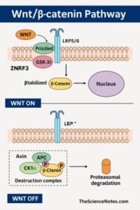 Wnt/β-Catenin Signaling Pathway: A Comprehensive Overview - THE SCIENCE ...