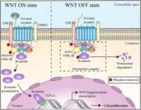 Wnt/β-Catenin Signaling Pathway: A Comprehensive Overview - THE SCIENCE ...