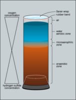 Winogradsky Column: Guide to Microbial Communities, Succession, and ...